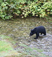 First Nations Council